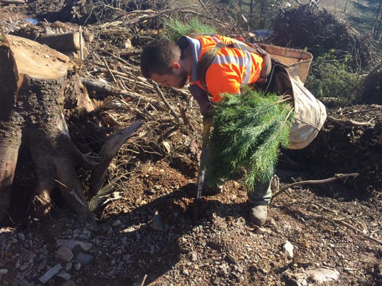 Restock Planting - CK Forestry